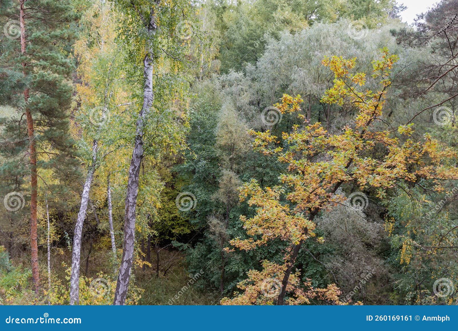 Different Trees on the Ravine Slopes in Autumn Forest Stock Image ...