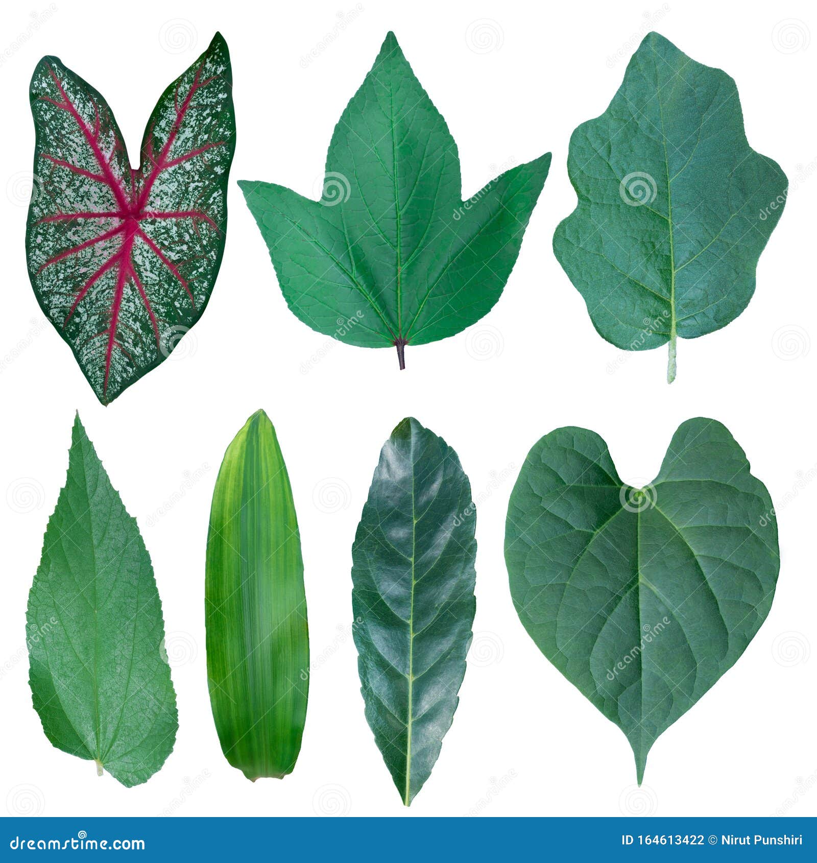Different tropical leaves stock photo. Image of design - 164613422
