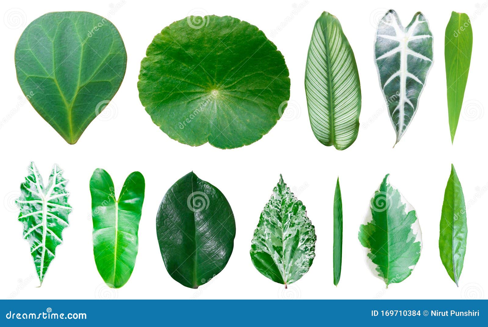 Different tropical leaves stock photo. Image of environment - 169710384