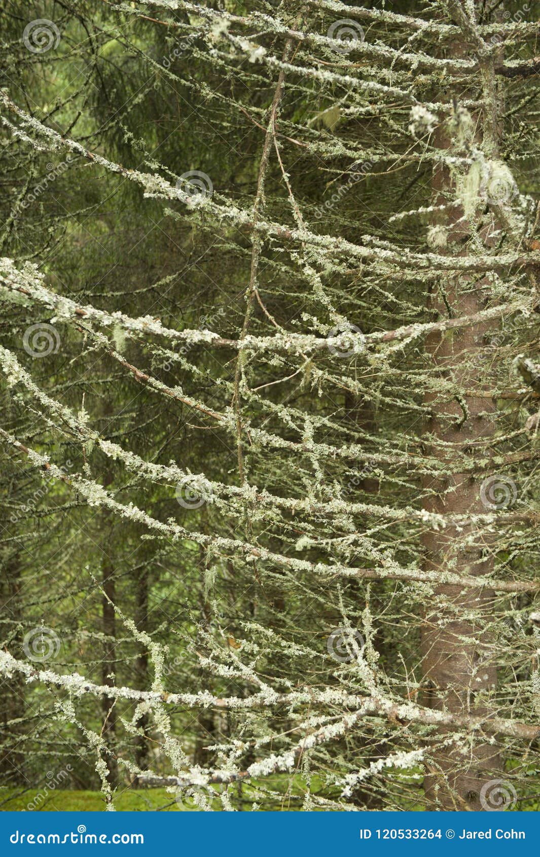Trunk of Tall Trees in Arctic Norway Stock Photo - Image of environment ...