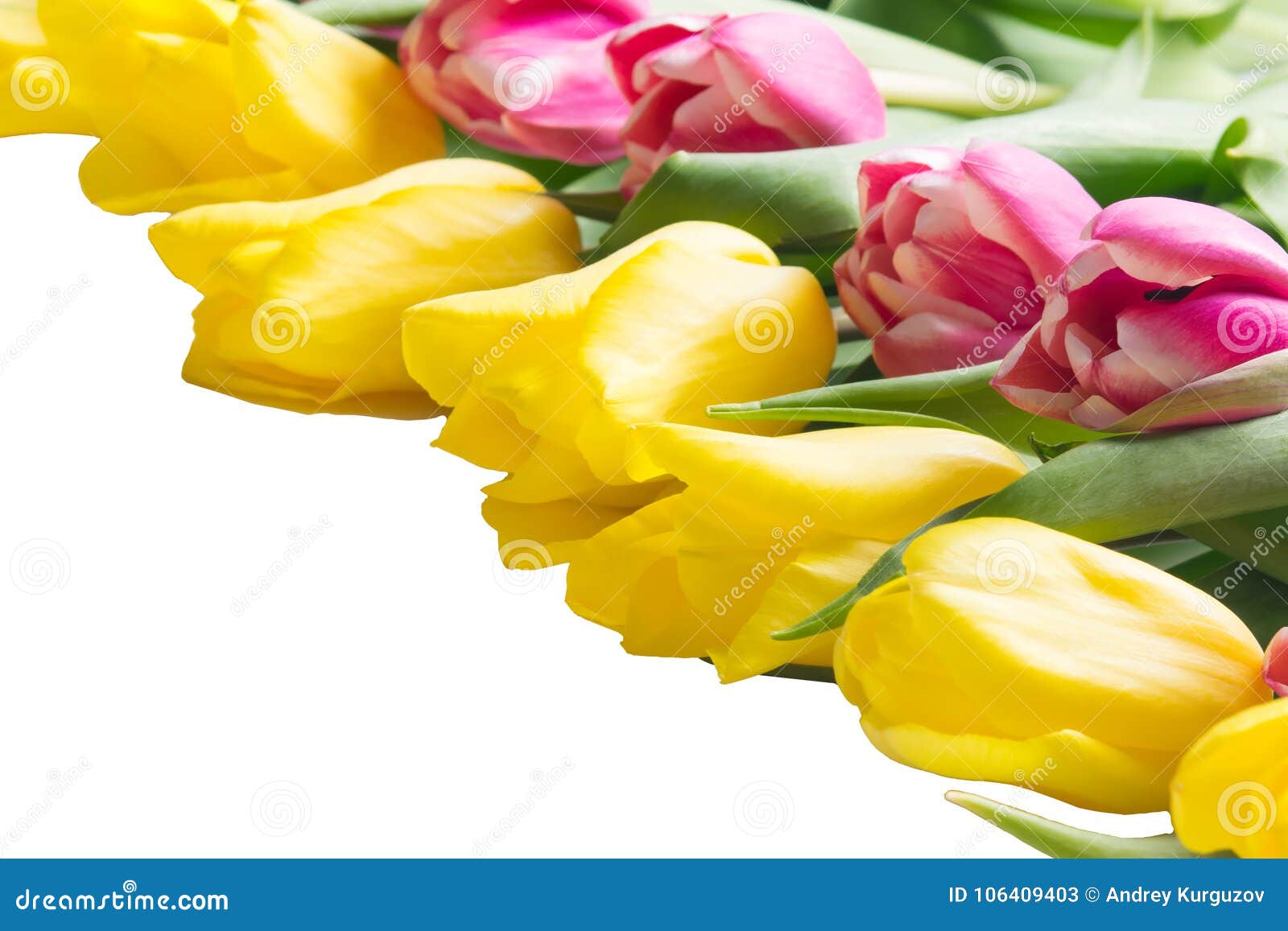 Different Tulips Lie on the Corner, on a White Stock Image - Image of ...