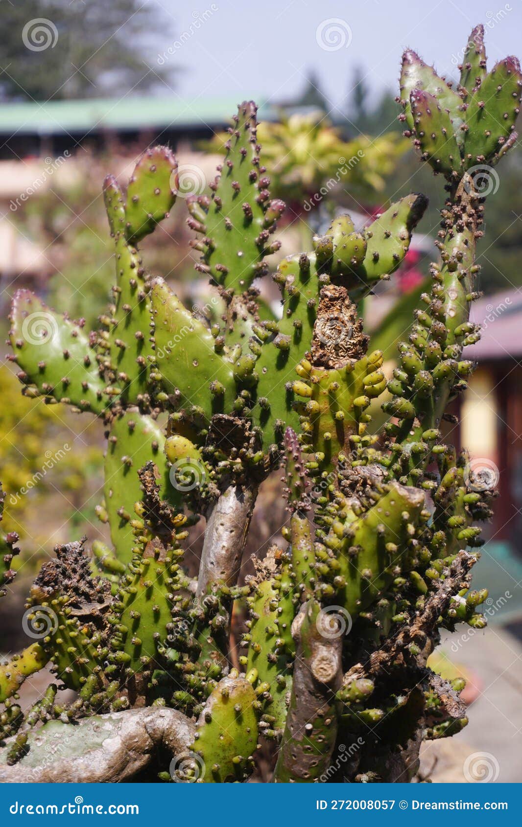 Different Type of Cactus Tree Stock Image - Image of wildflower ...
