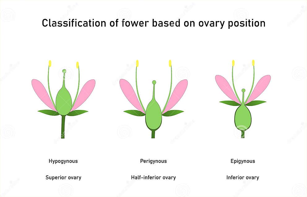 Different Type of Flower and Ovary Stock Vector - Illustration of ...
