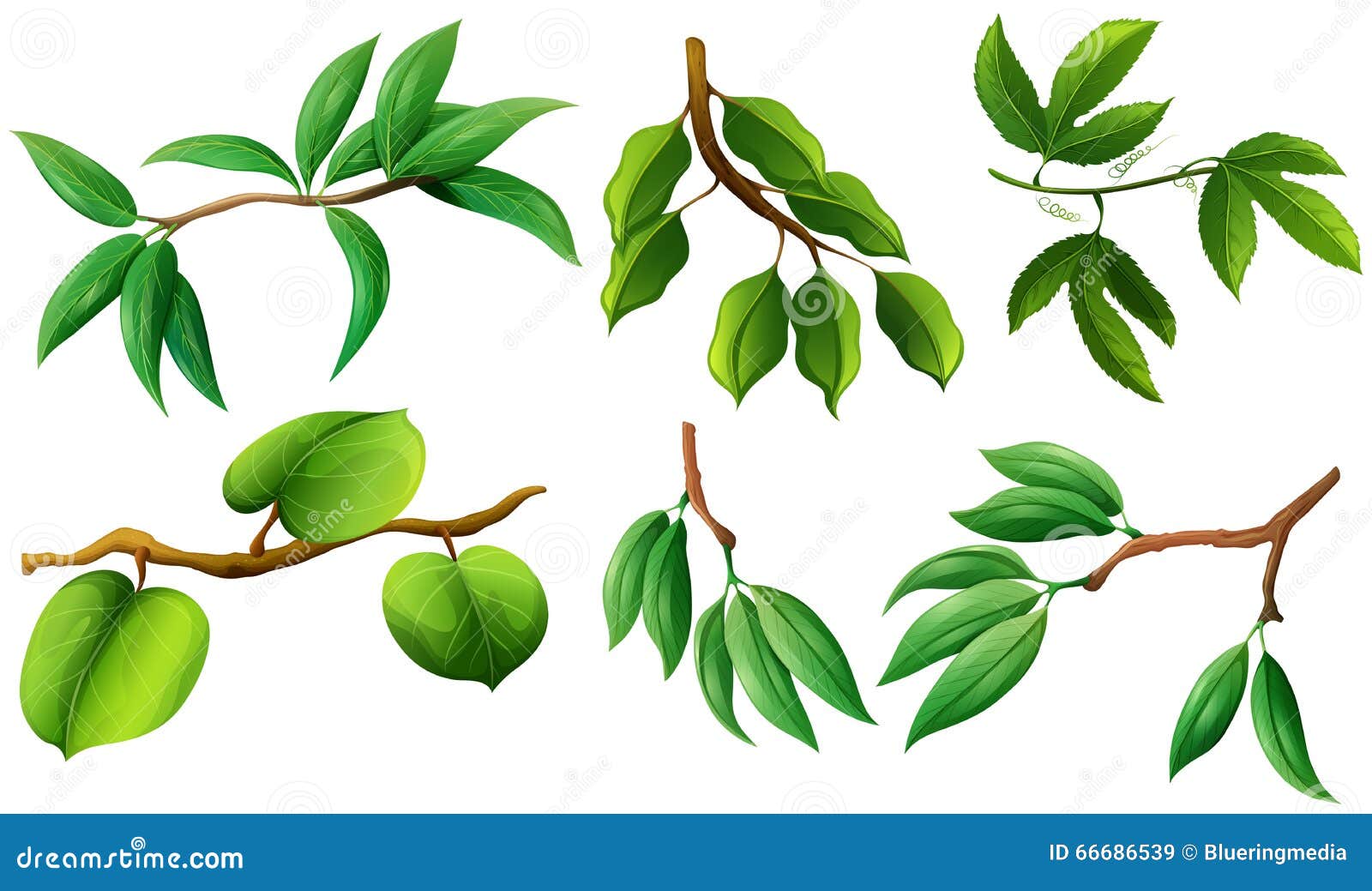 Different Type of Leaves on Branch Stock Vector - Illustration of ...
