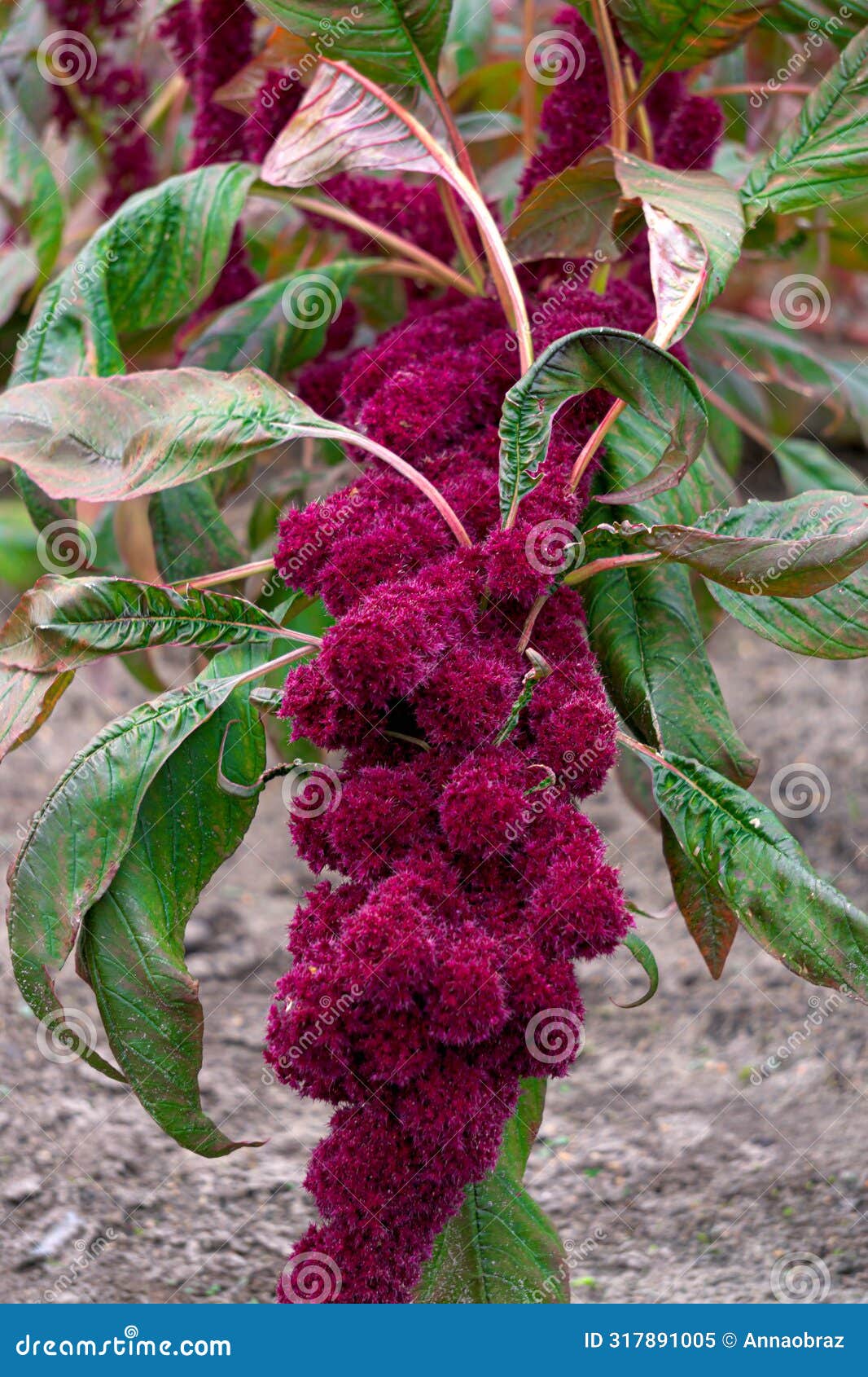 Different Types of Amaranth Shoots Growing in a Home Garden. Stock ...