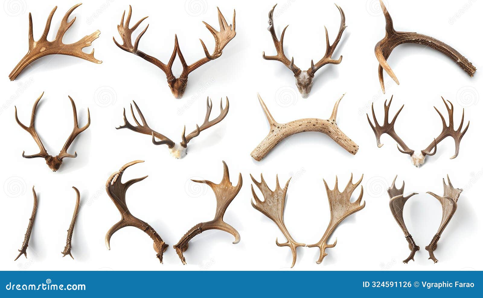 Different Types of Antlers Arranged on a White Background Stock Photo ...