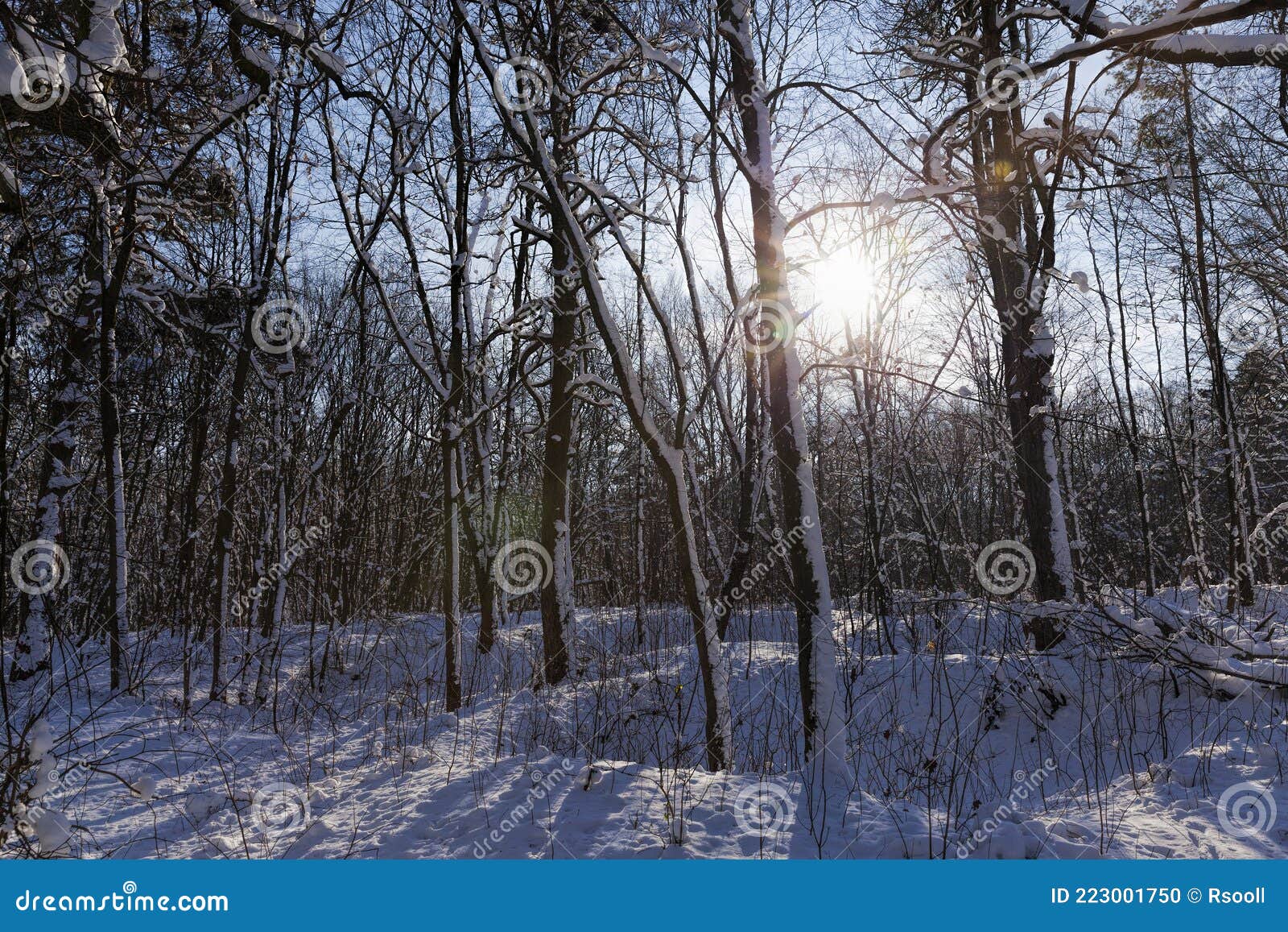 Different Types of Bare Deciduous Trees without Foliage Stock Photo ...