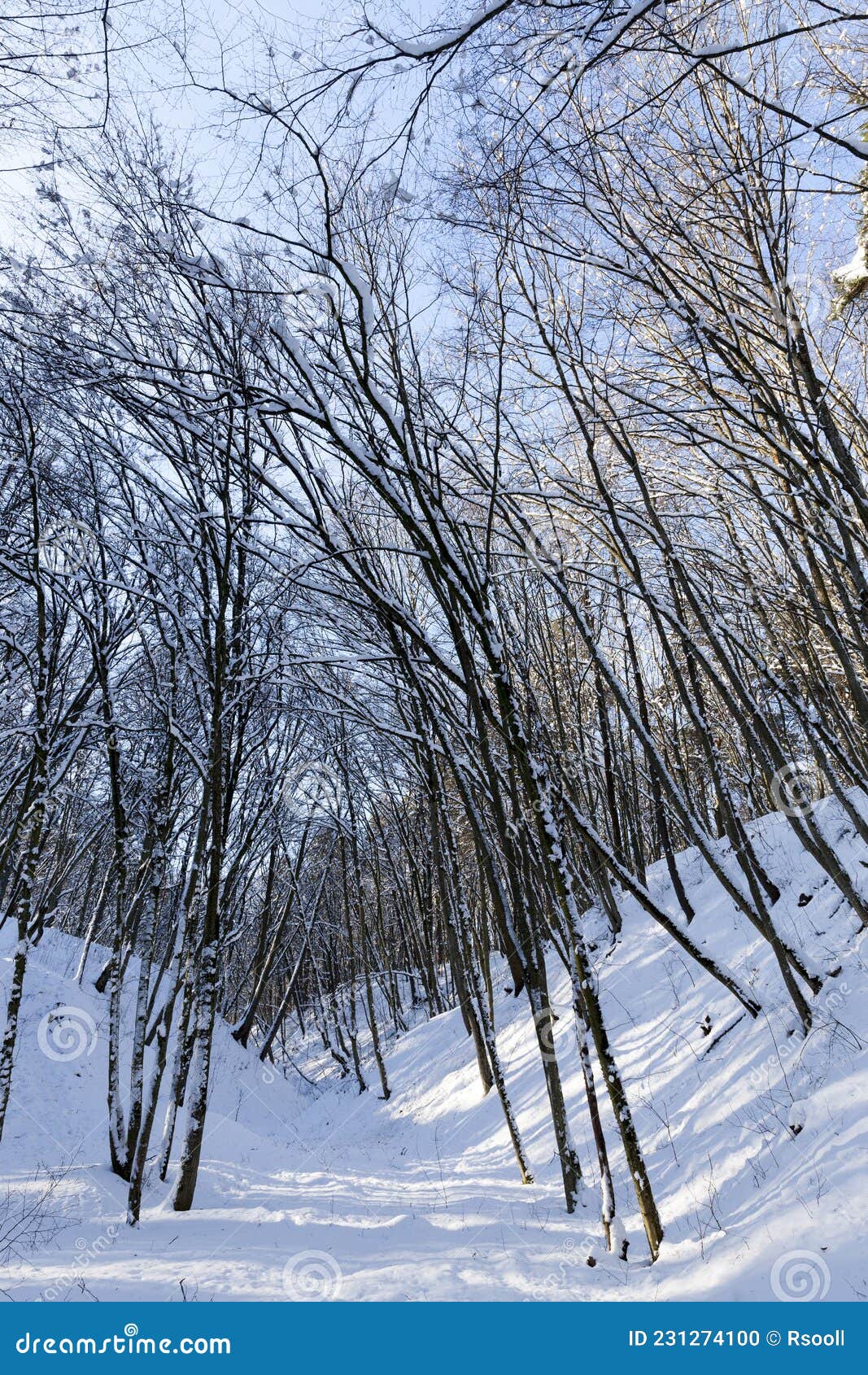 Different Types of Bare Deciduous Trees without Foliage Stock Photo ...