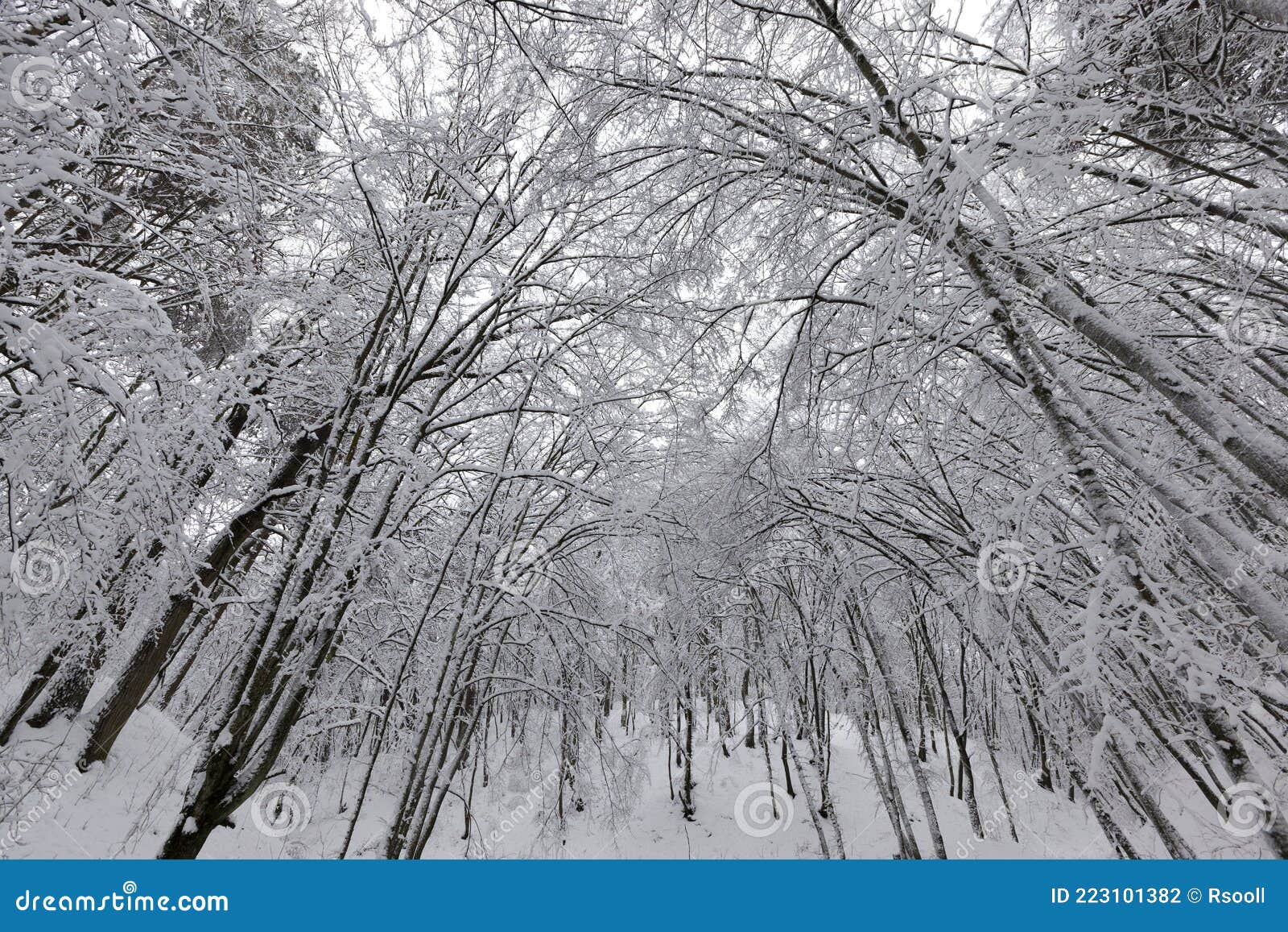 Different Types of Bare Deciduous Trees without Foliage Stock Photo ...