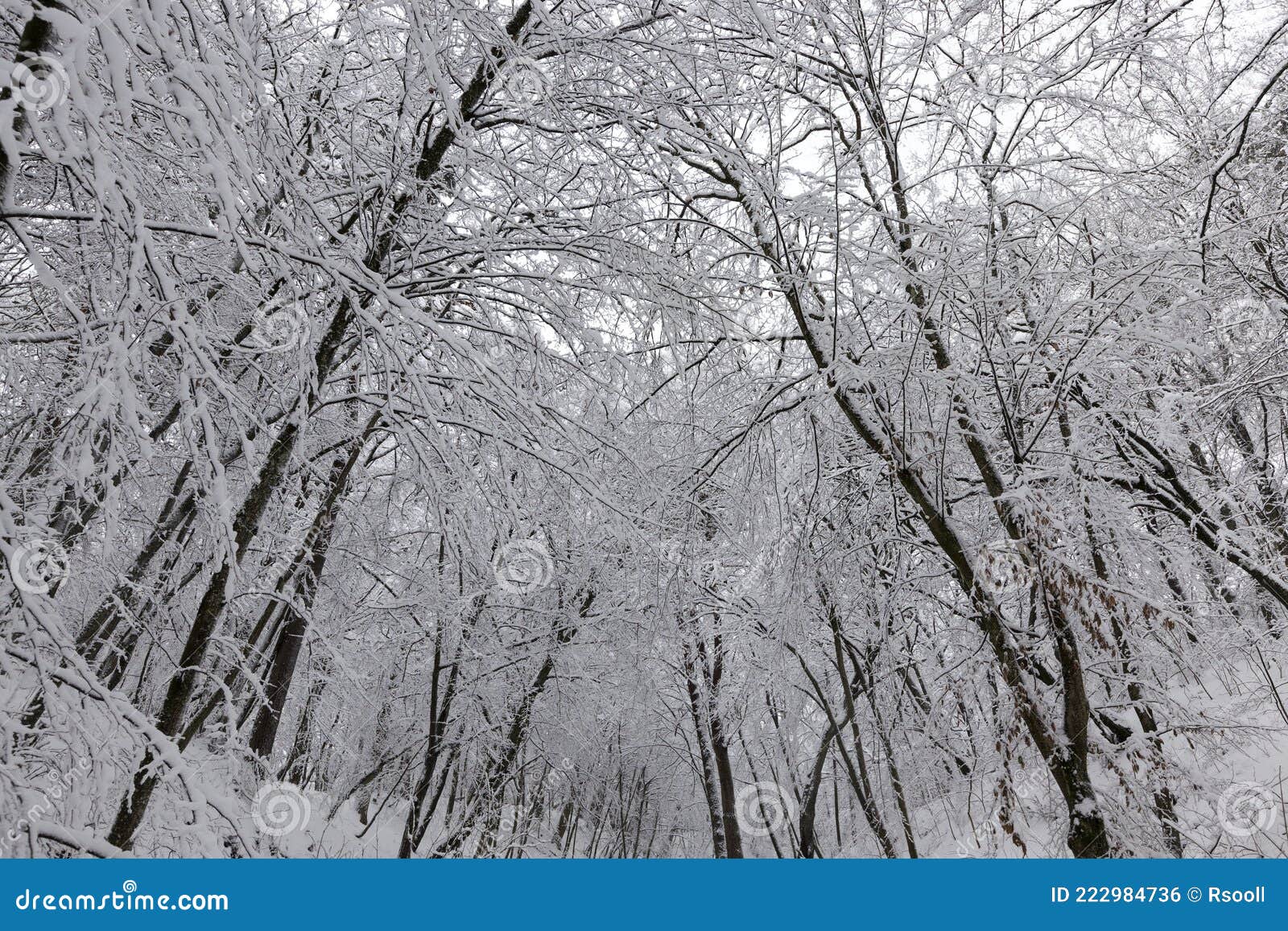 Different Types of Bare Deciduous Trees without Foliage Stock Photo ...