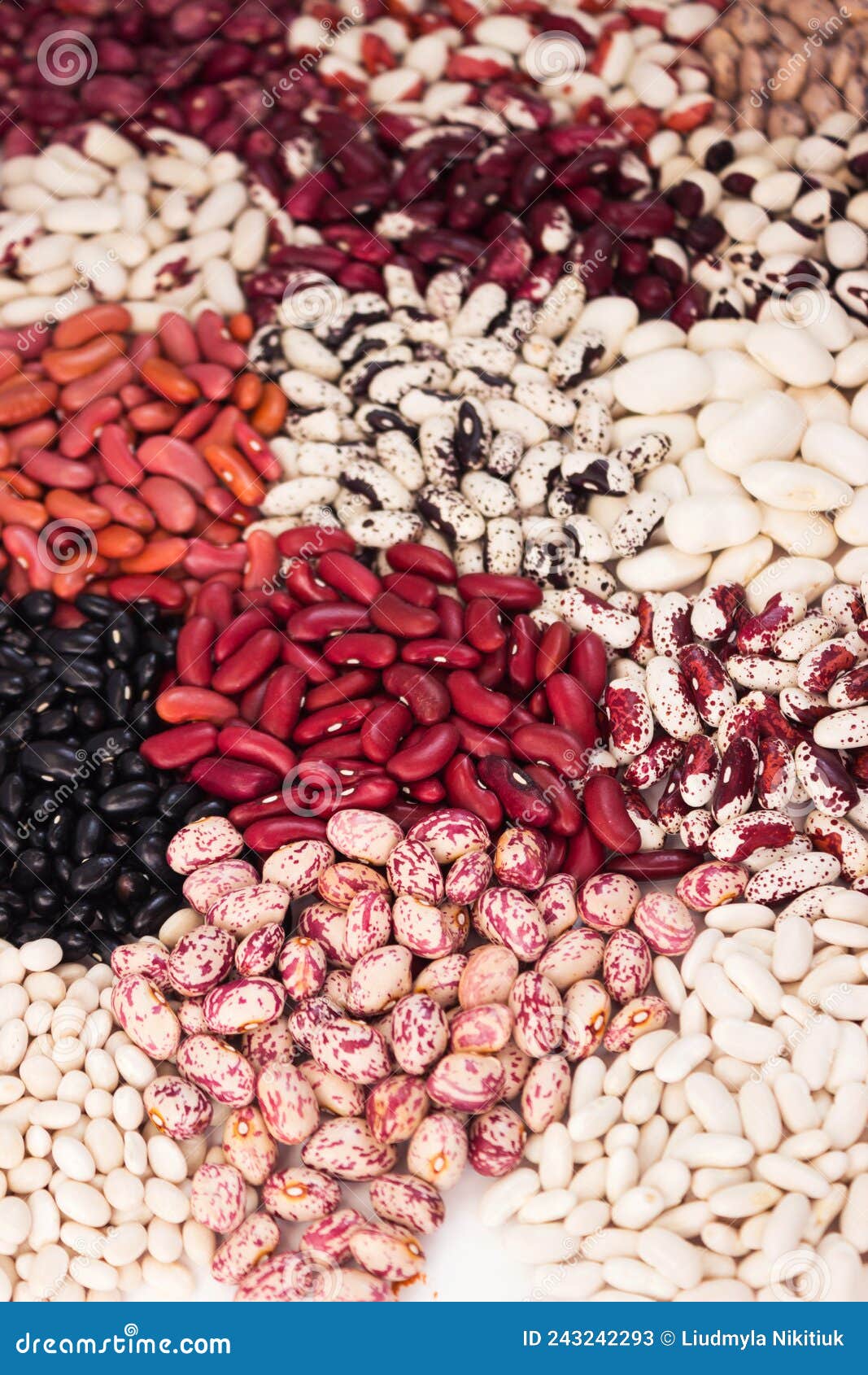 Different Types of Beans, Background. White, Red, Black and Colorful ...