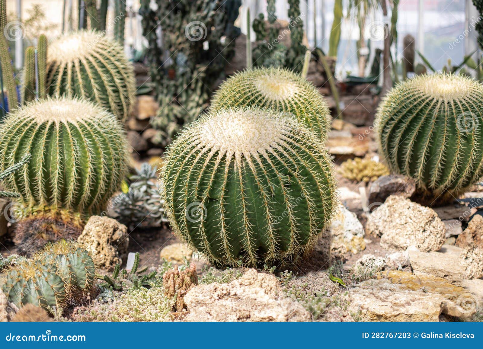 Different Types of Cactuses in Tropical Garden Stock Image - Image of ...