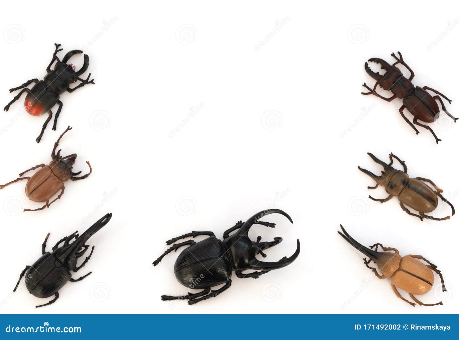 Different Beetles Isolated On White Background. Stock Photo ...