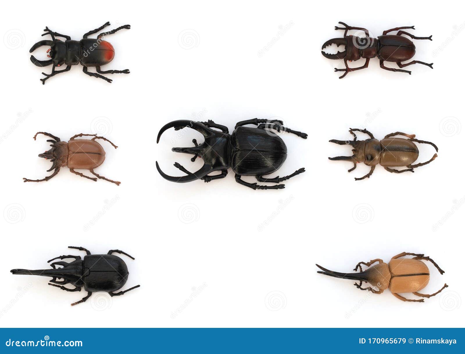Different Types of Beetles on White Background. Study Guide, Insect ...