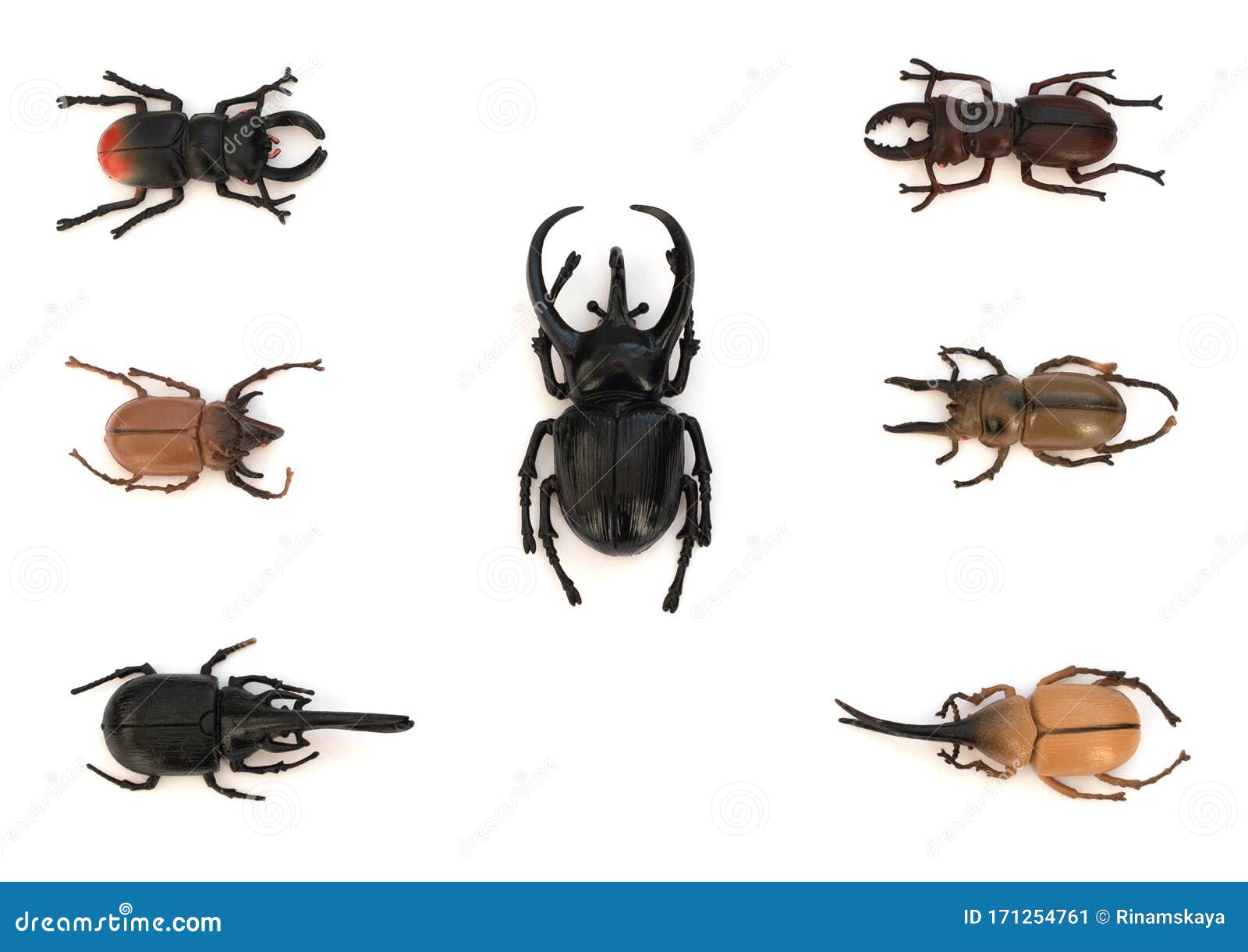 Different Types of Beetles on White Background. Study Guide, Insect ...
