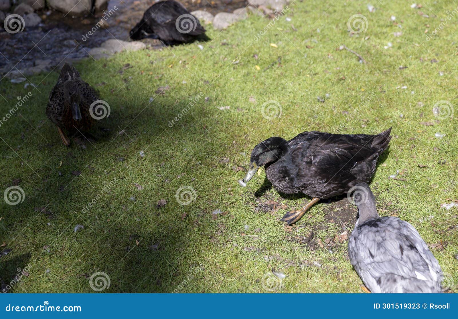 Different Types of Birds Living on the Farm Stock Image - Image of ...