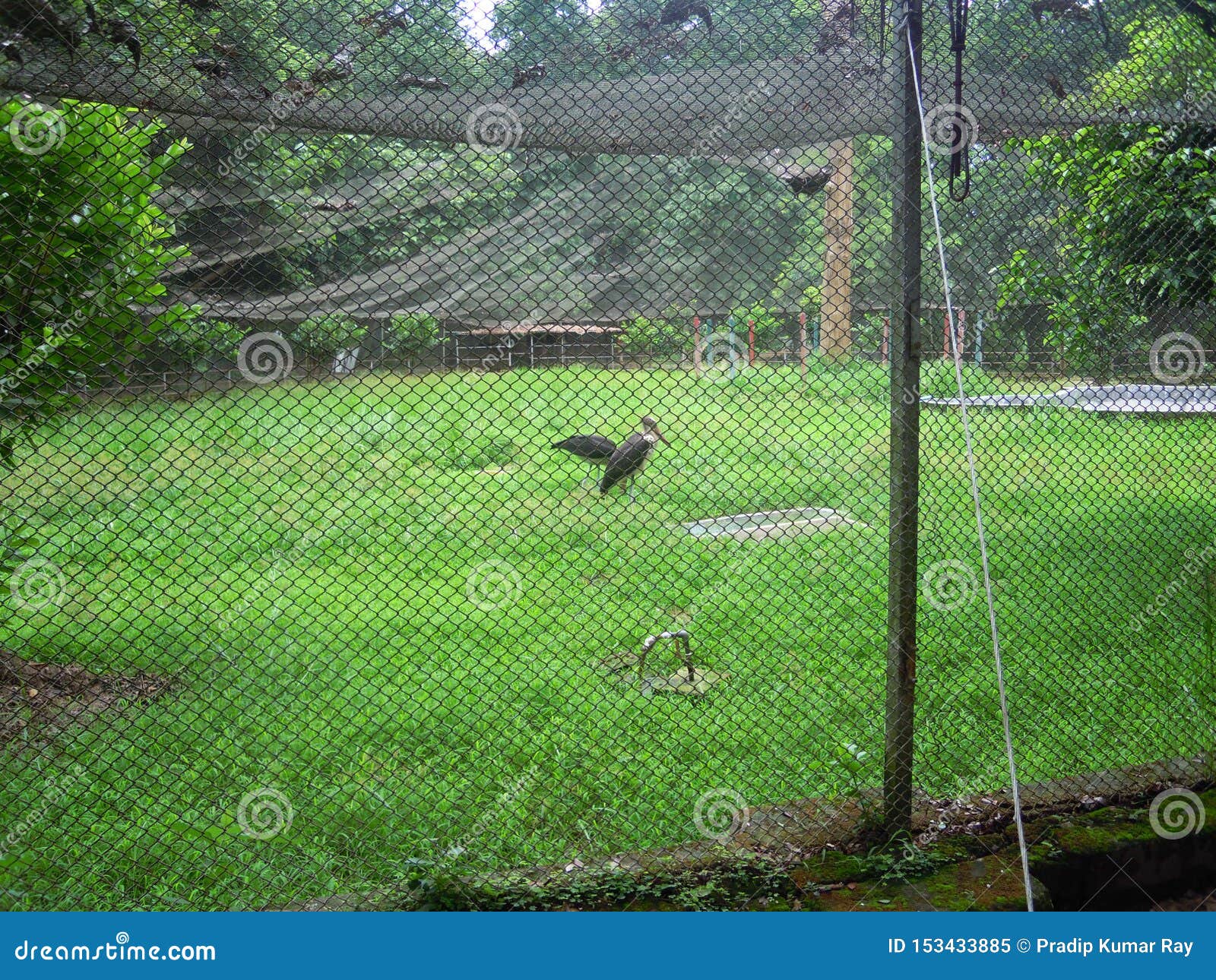 Different Types of Birds at Ramnar Bagan Reserve Forest. Stock Image ...