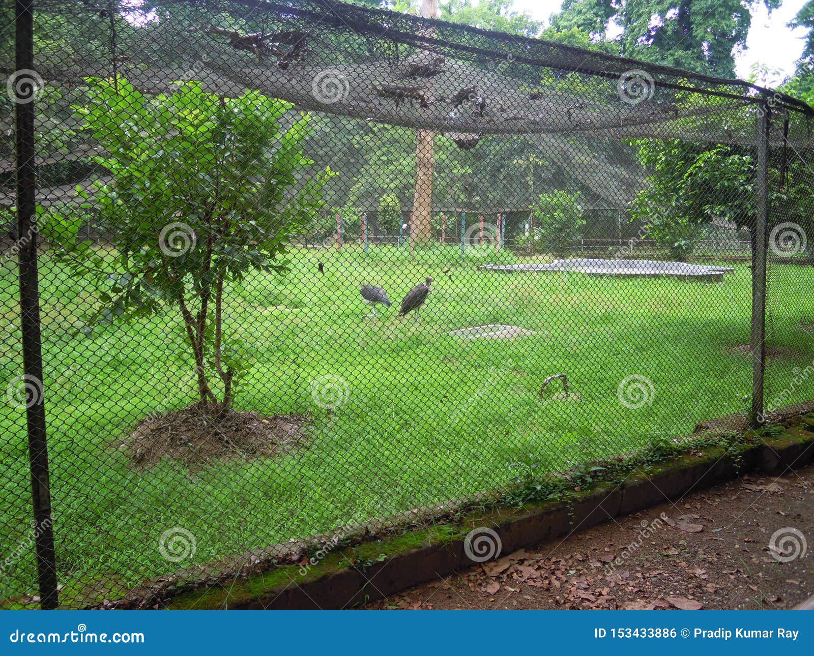 Different Types of Birds at Ramnar Bagan Reserve Forest. Stock Photo ...
