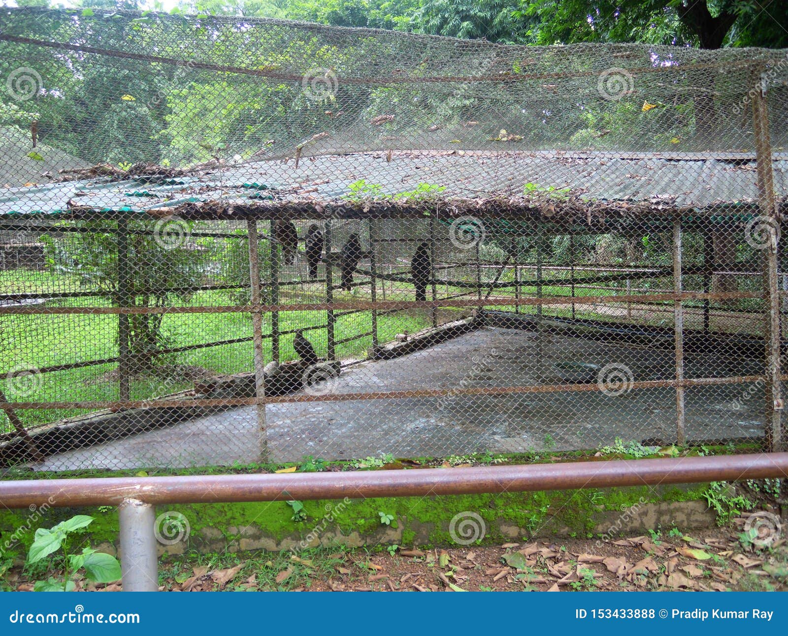 Different Types of Birds at Ramnar Bagan Reserve Forest. Stock Photo ...