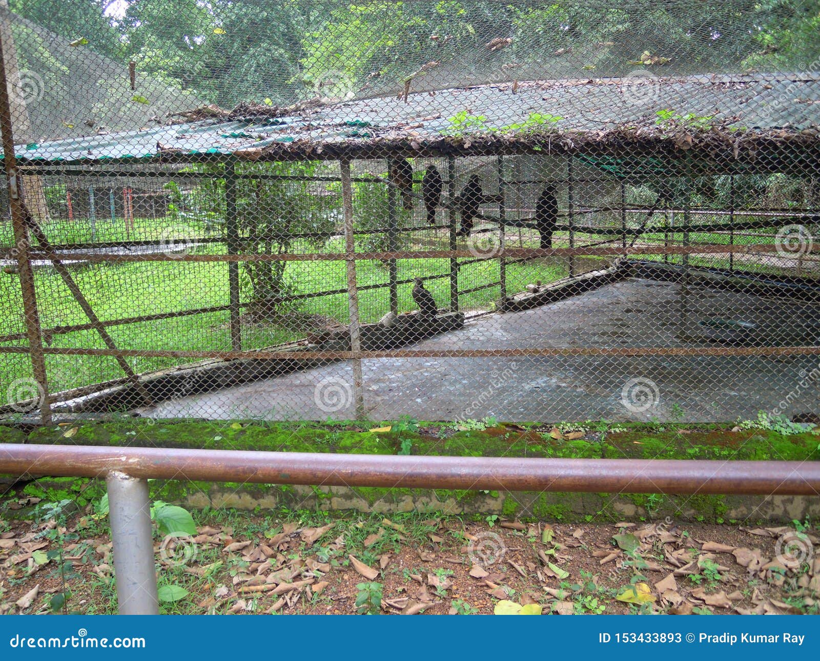 Different Types of Birds at Ramnar Bagan Reserve Forest. Stock Image ...