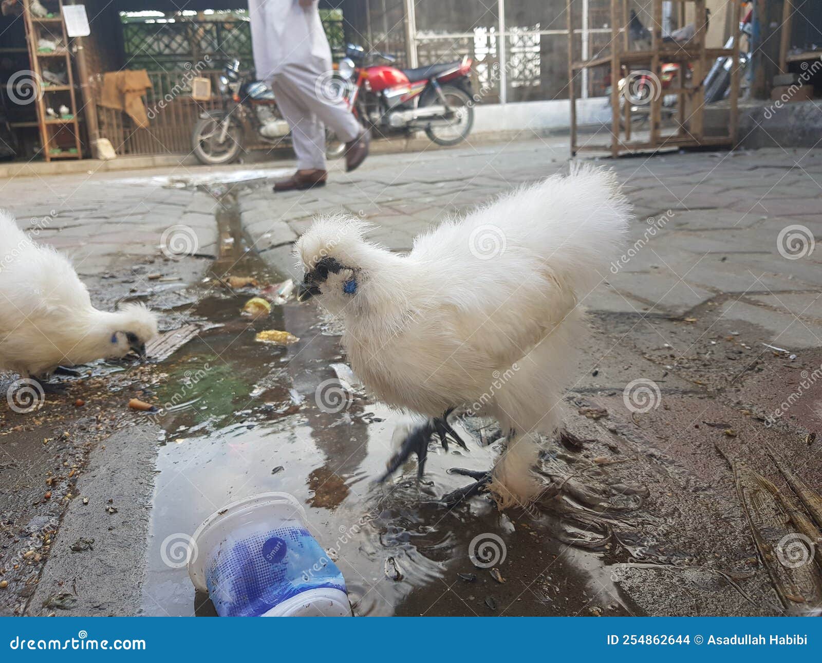 Different Types of Birt/ in the Market Stock Photo - Image of types ...