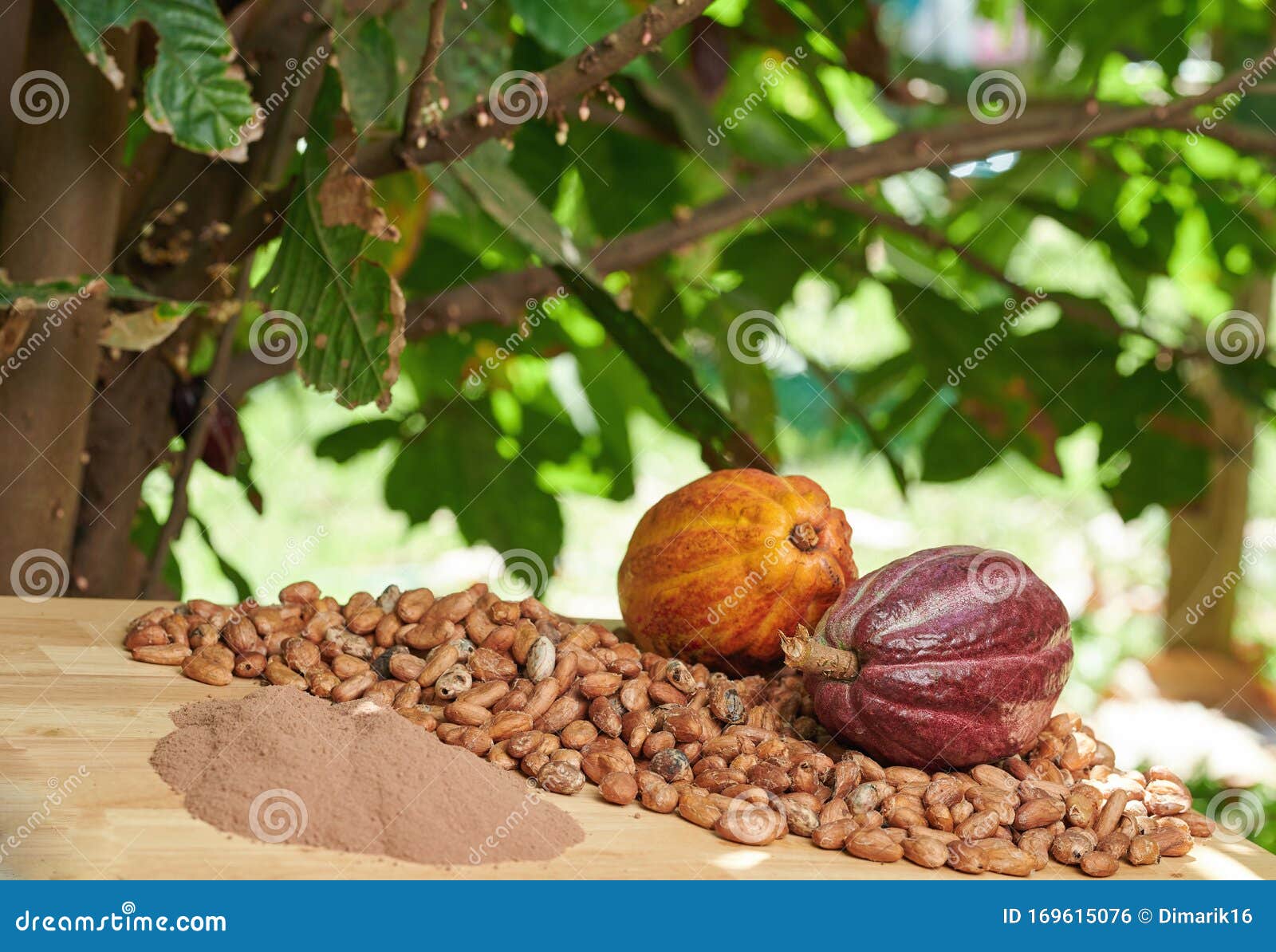 Different types of cacao stock photo. Image of plant - 169615076