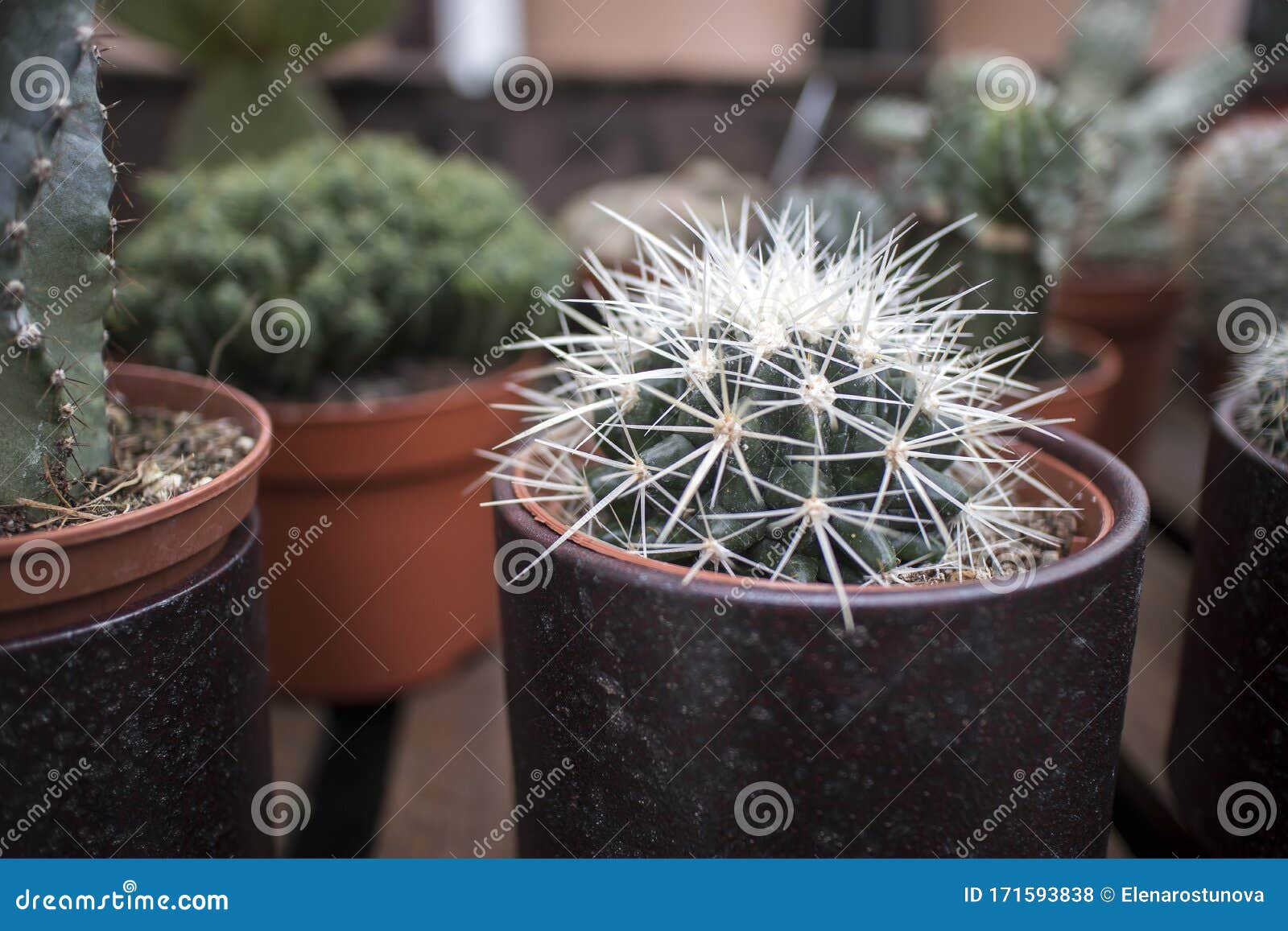 Different Types of Cacti for Sale on a Table in Street Market Stock ...