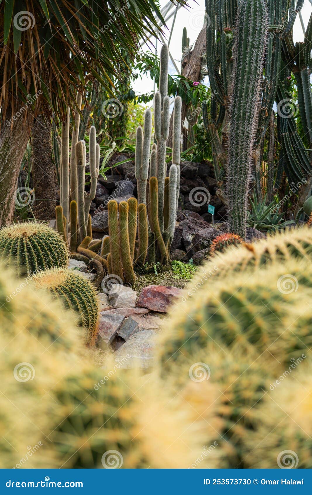 Different Types of Cactus in a Botanic Garden Stock Photo - Image of ...