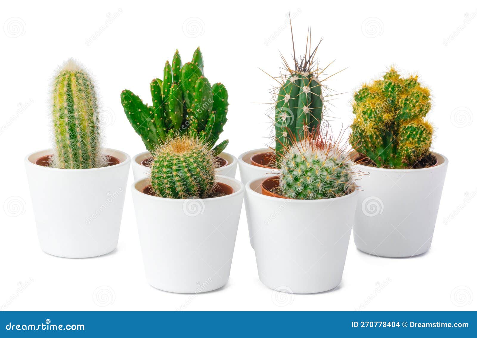 Different Types of Cactus Isolated on White Background Stock Photo ...