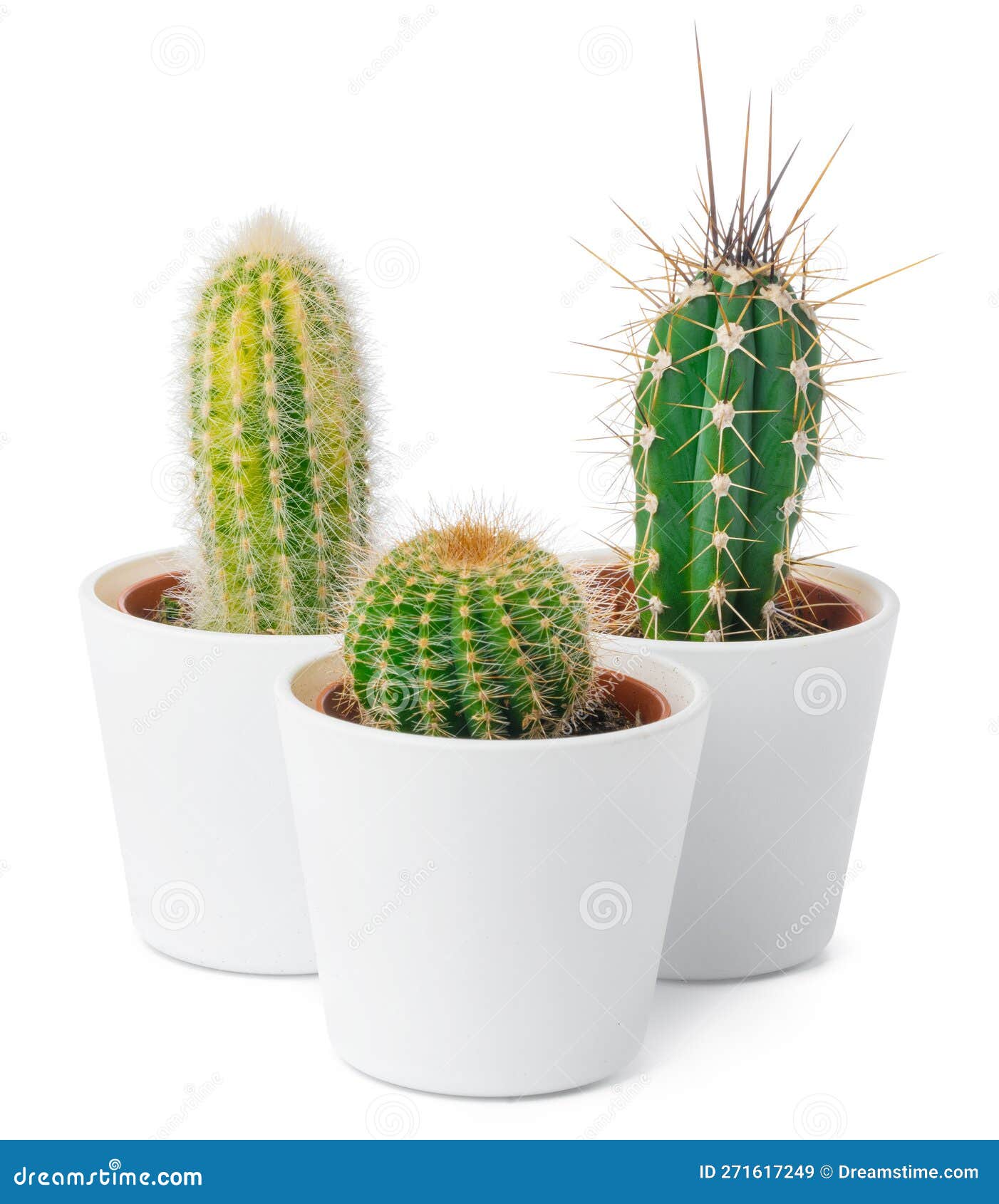 Different Types of Cactus Isolated on White Background Stock Image ...