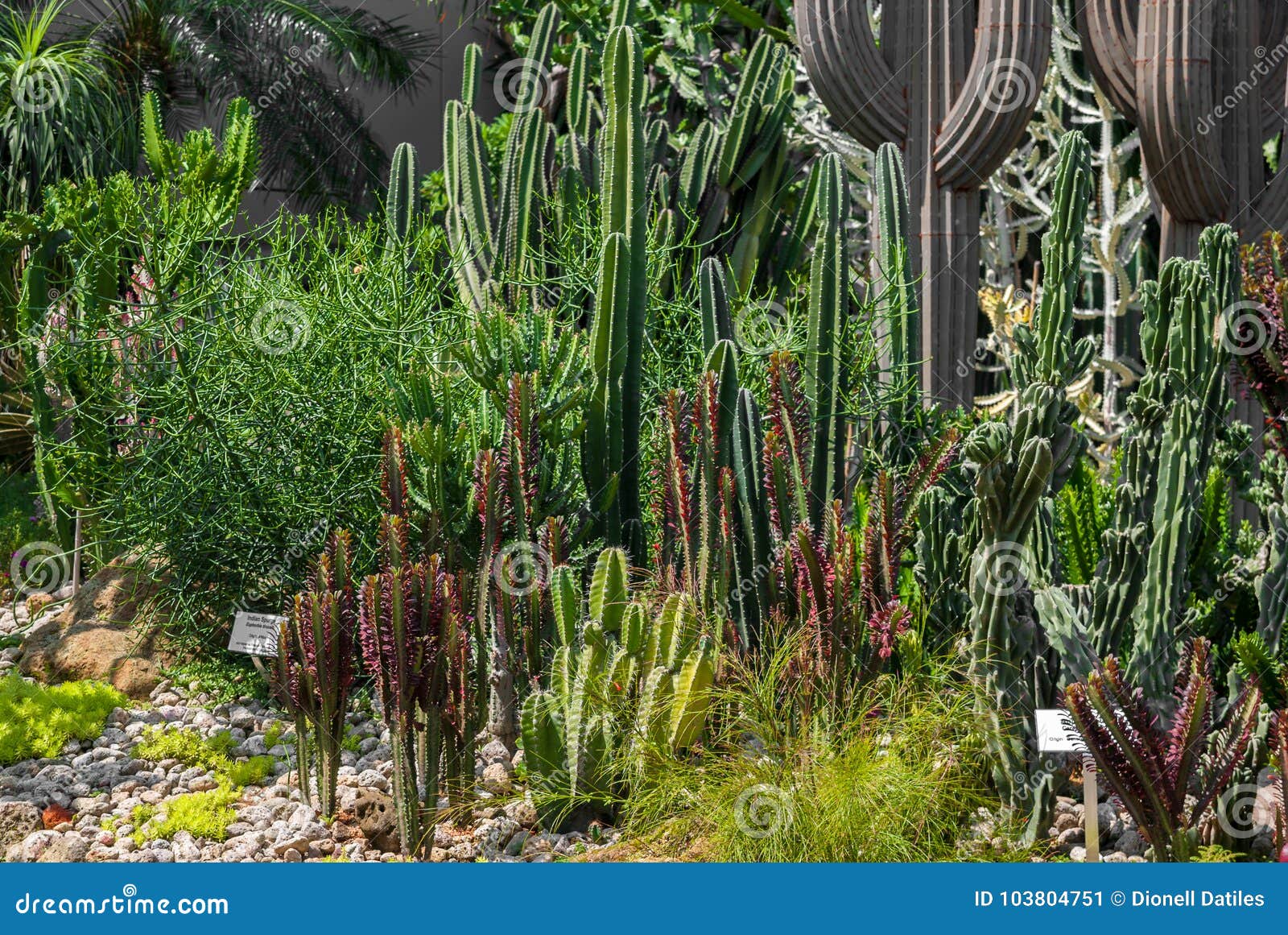 Different types of cactus stock image. Image of beauty - 103804751