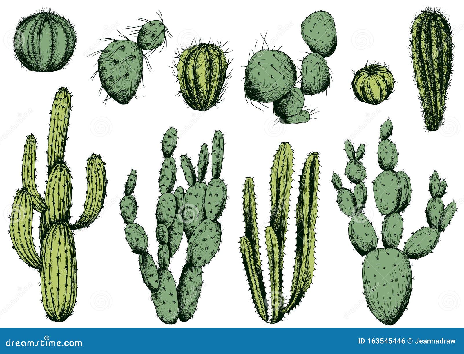 Different Types of Cactus Plants Stock Vector - Illustration of natural ... Different Types of Cactus Plants Stock Vector - Illustration of natural ...