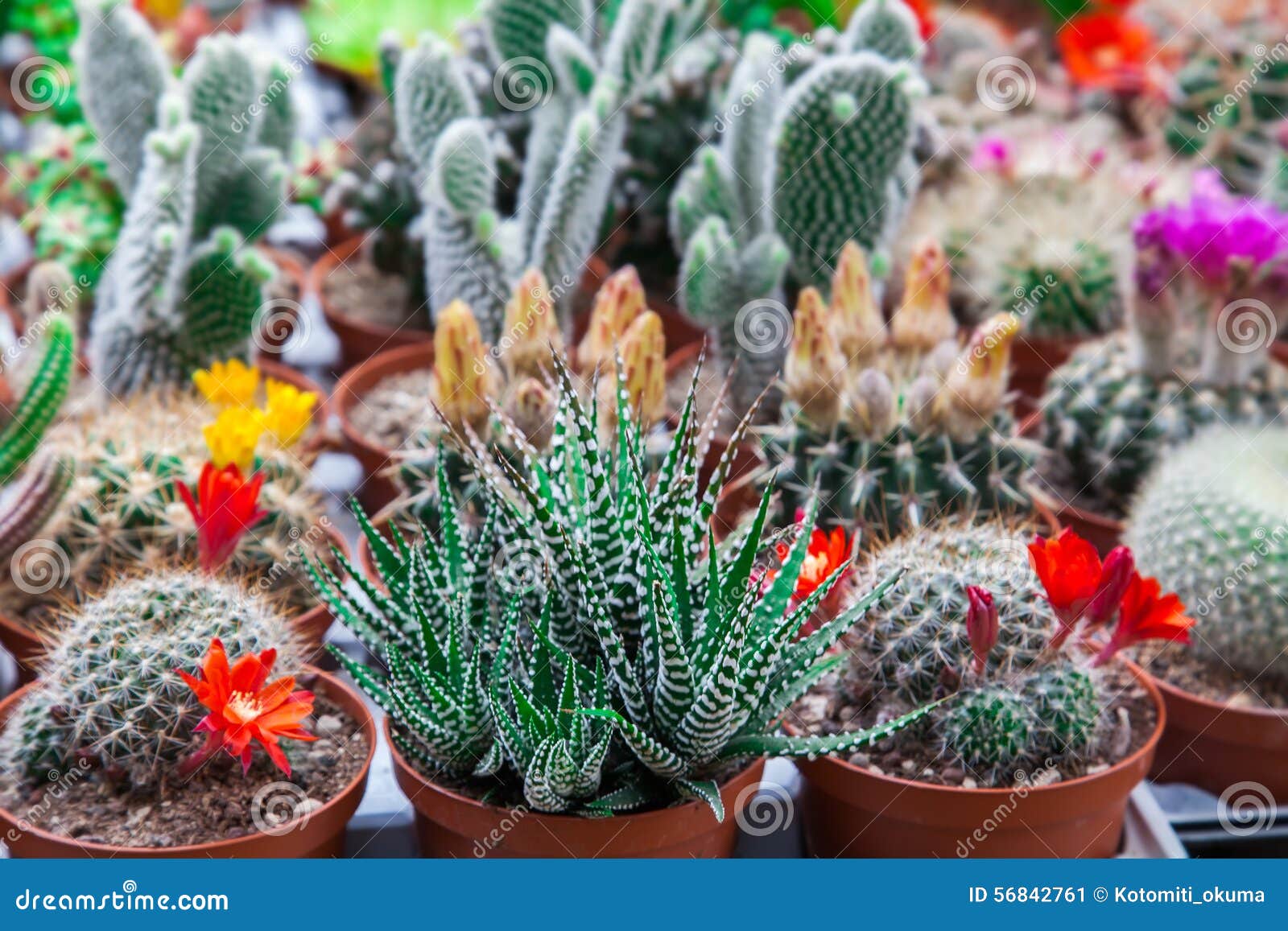 Different Types of Cactuses Stock Image - Image of cactuses, garden ...