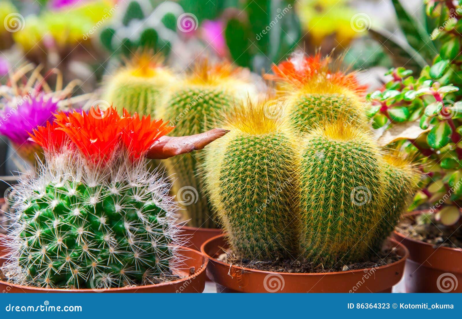 Different Types of Cactuses Stock Image - Image of decoration, natural ...