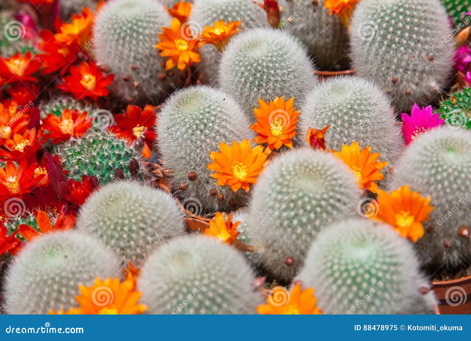 Different Types of Cactuses Stock Image - Image of types, grow: 88478975