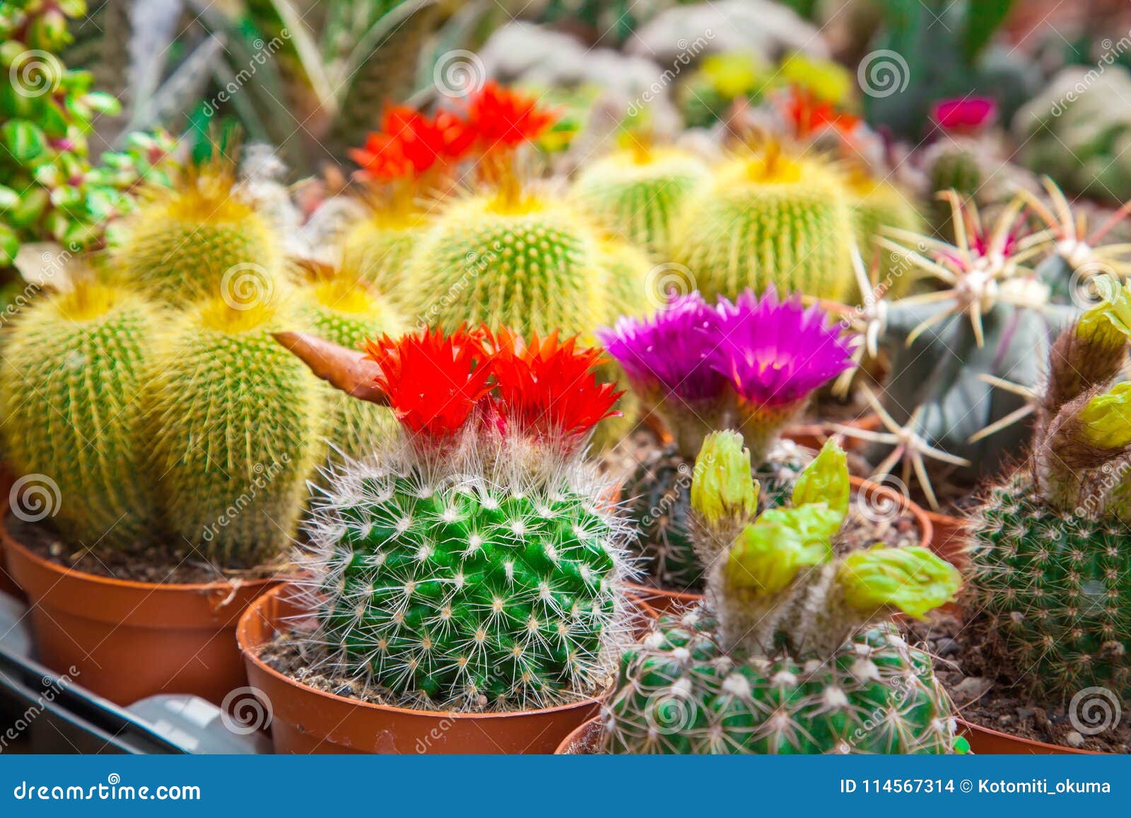 Different Types of Cactuses Stock Photo - Image of types, detail: 114567314