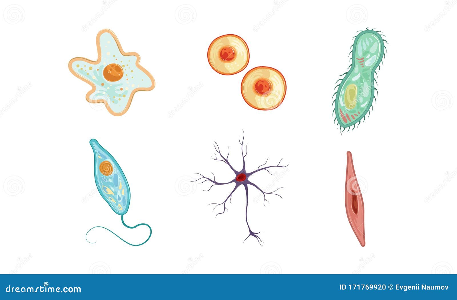Different Types of Cells Collection, Human Anatomy Infografic Elements ...