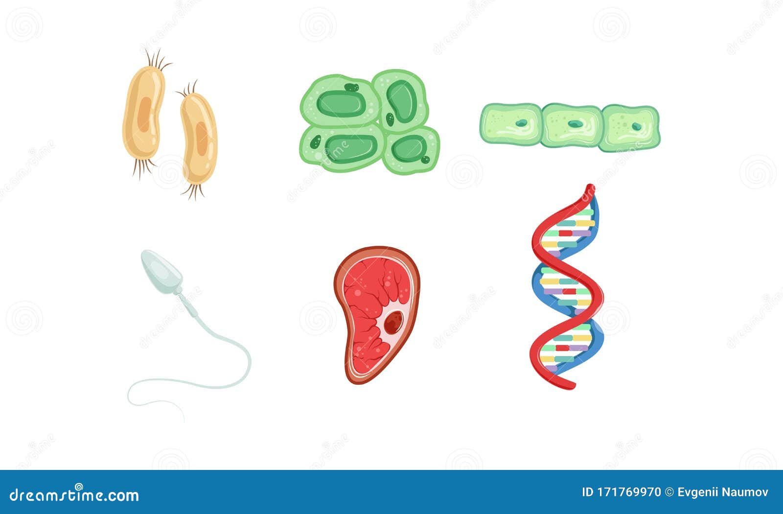 Different Types Of Cells, DNA Structure Collection, Human Anatomy ...