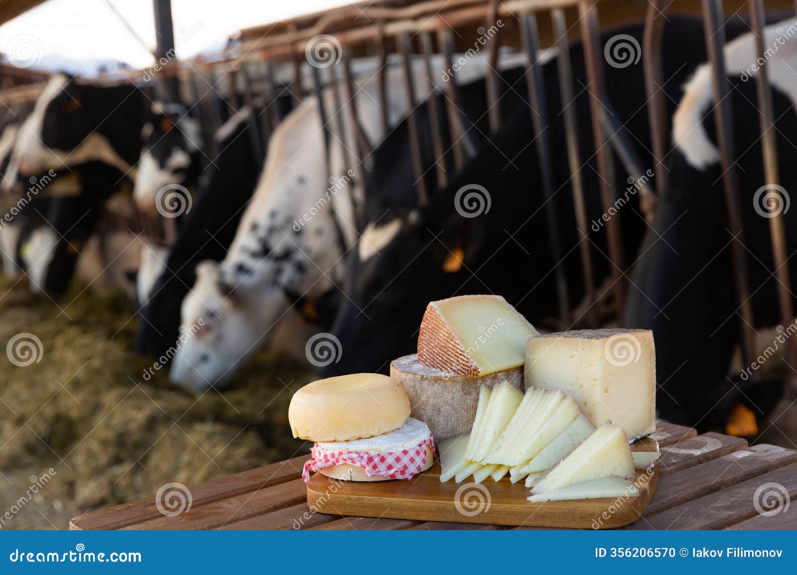 Different Types of Cheese on the Background of Cows in Barn Stock Photo ...