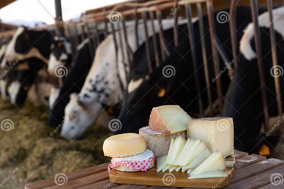 Different Types of Cheese on the Background of Cows in Barn Stock Photo ...