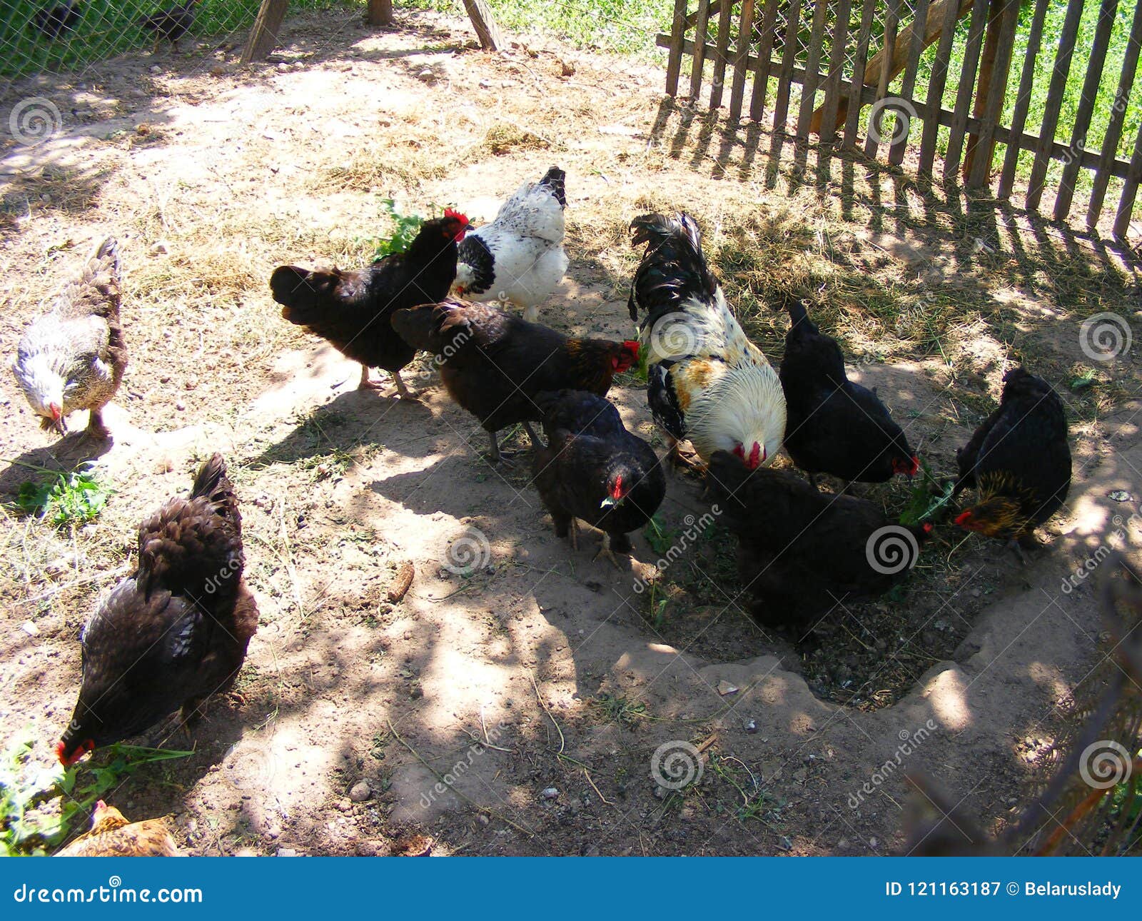 Different Types of Chicken Breeds on the Farm. Stock Image - Image of ...