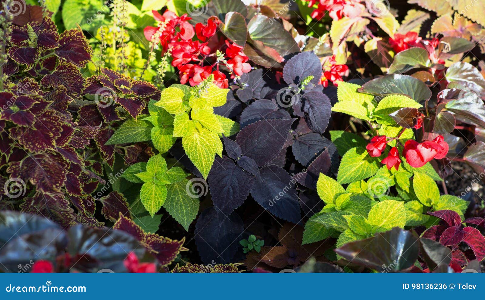 Different Types of Coleus, in Combination with Begonia Stock Photo ...