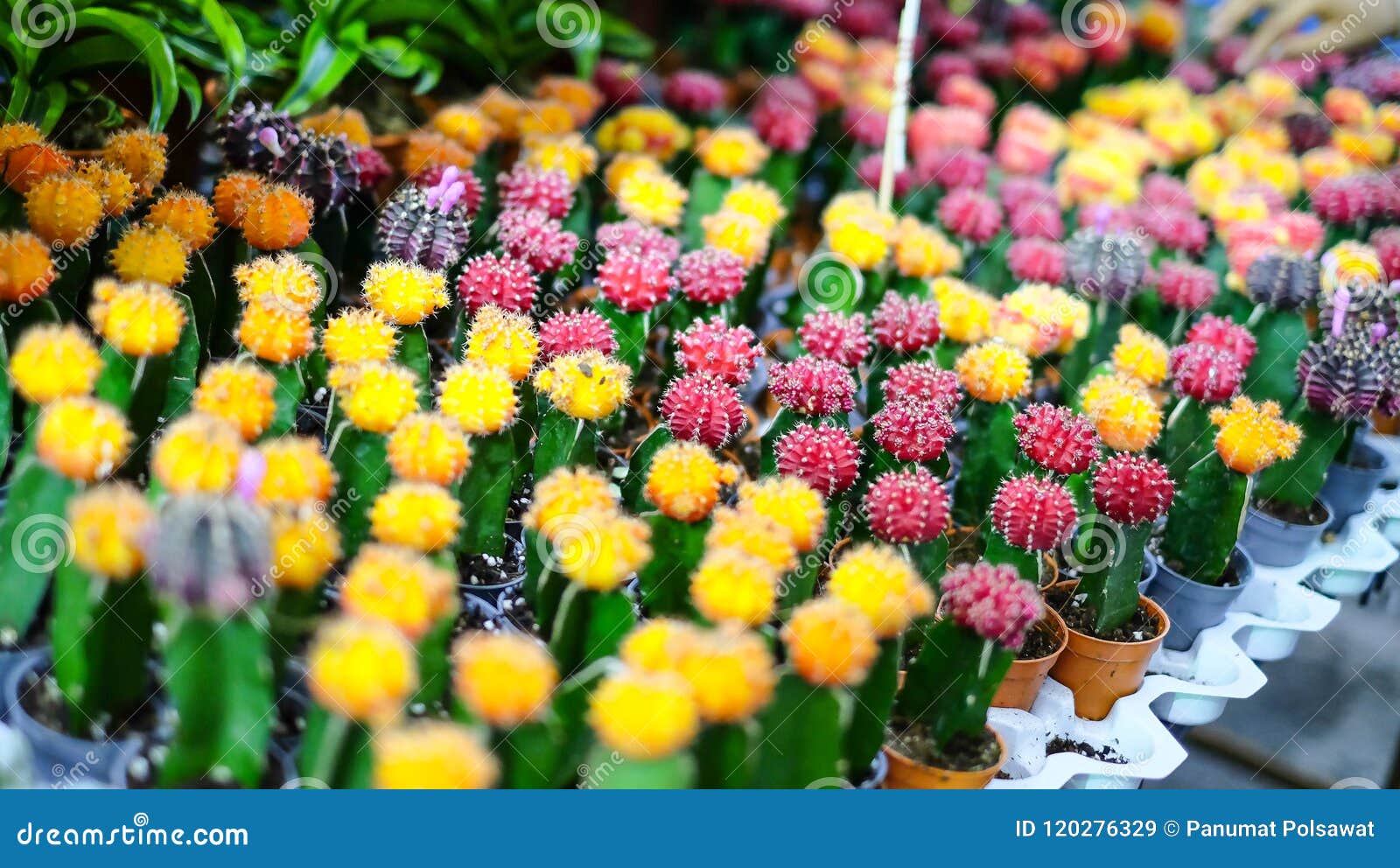 Different Types and Color of Cactus at a Farm Stock Image - Image of ...