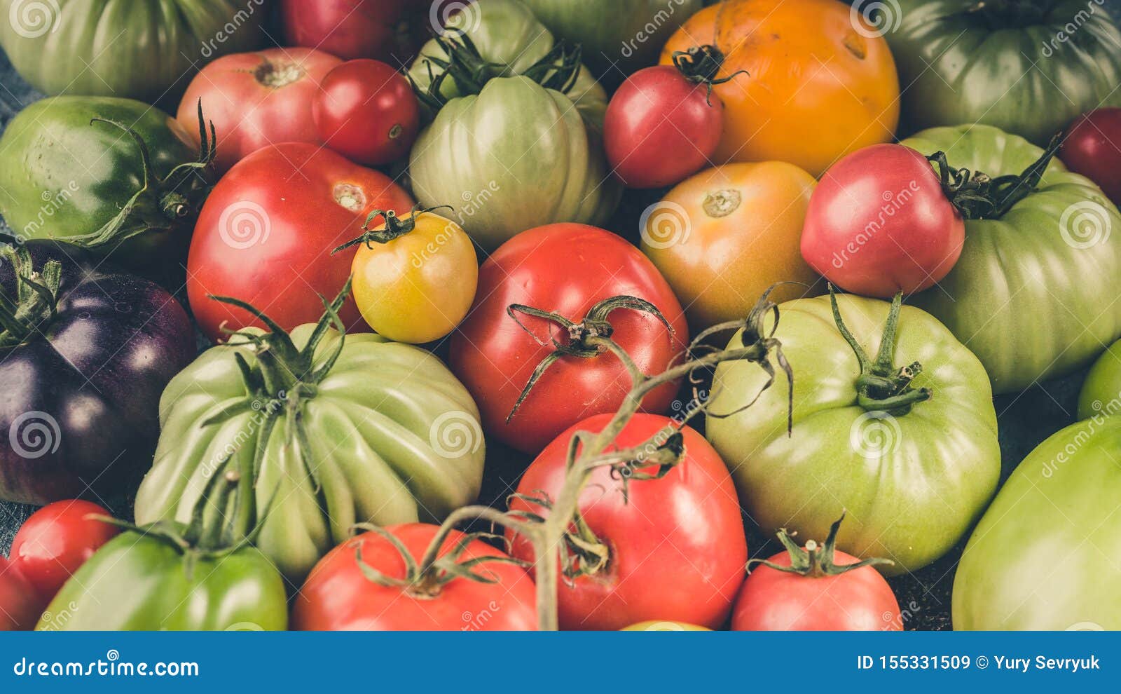 Different Types, Colors and Shapes of Tomatoes. Harvesting Background ...