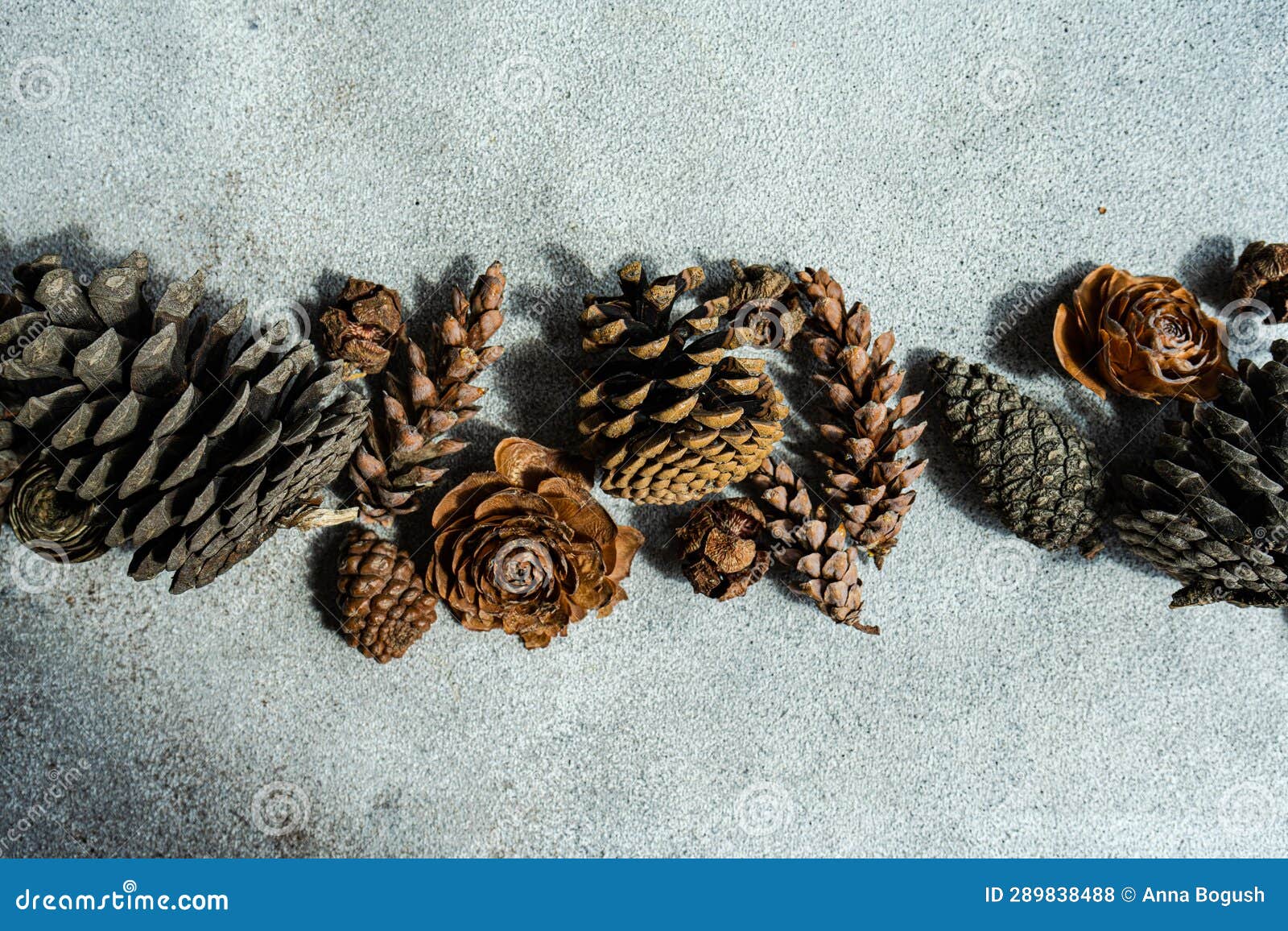 Different Types of Cones in Frame Stock Photo - Image of tree, open ...