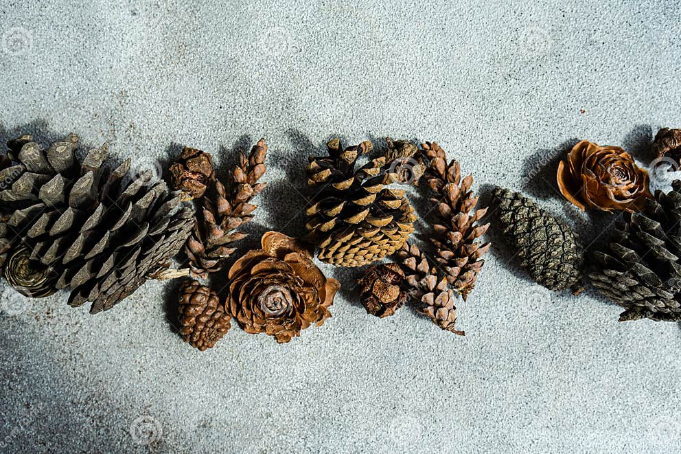 Different Types of Cones in Frame Stock Photo - Image of tree, open ...
