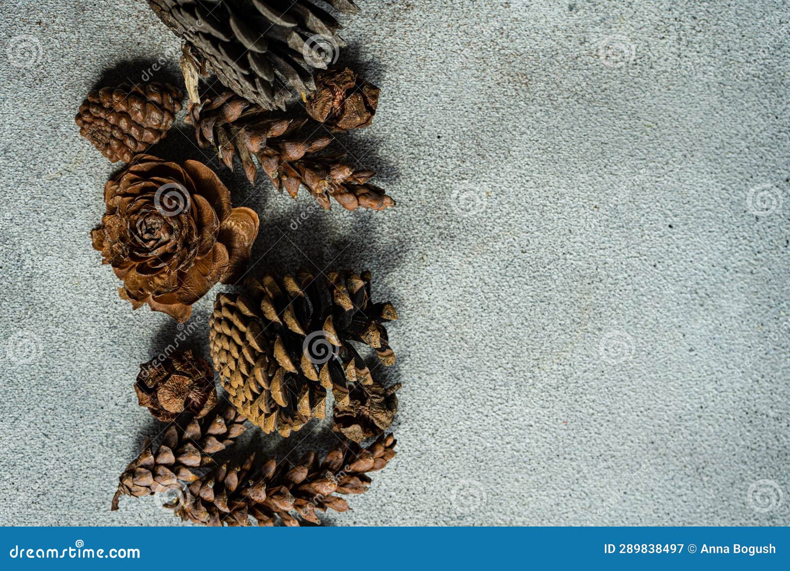 Different Types of Cones in Frame Stock Image - Image of tree, type ...