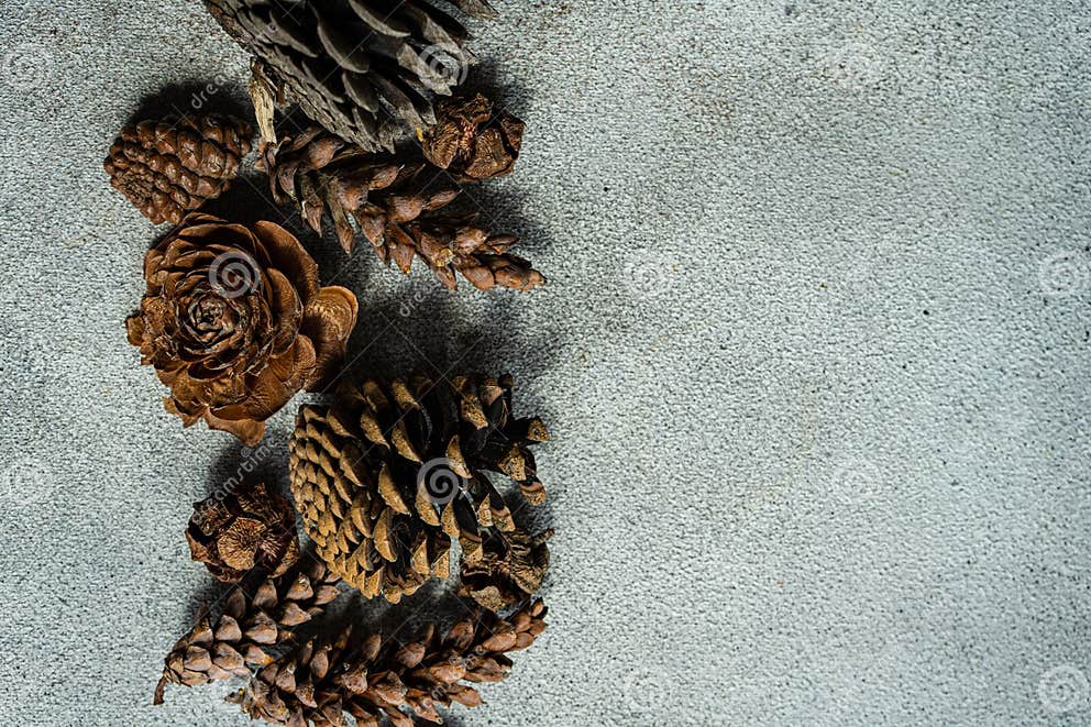 Different Types of Cones in Frame Stock Image - Image of tree, type ...