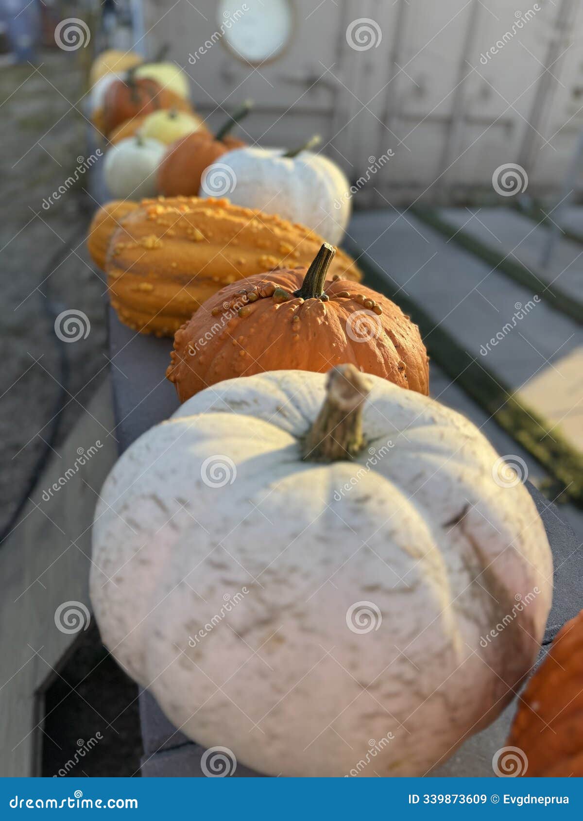 Different Types of Decorative Pumpkins with Bumpy Texture, Bright ...