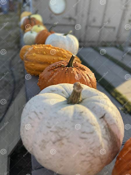 Different Types of Decorative Pumpkins with Bumpy Texture, Bright ...